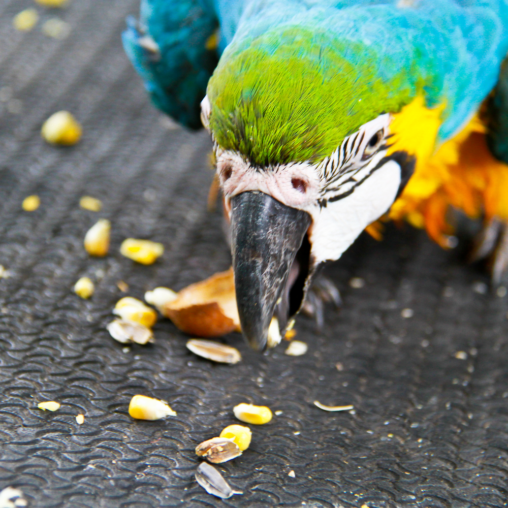 Bird Zone – Petzone Kenya