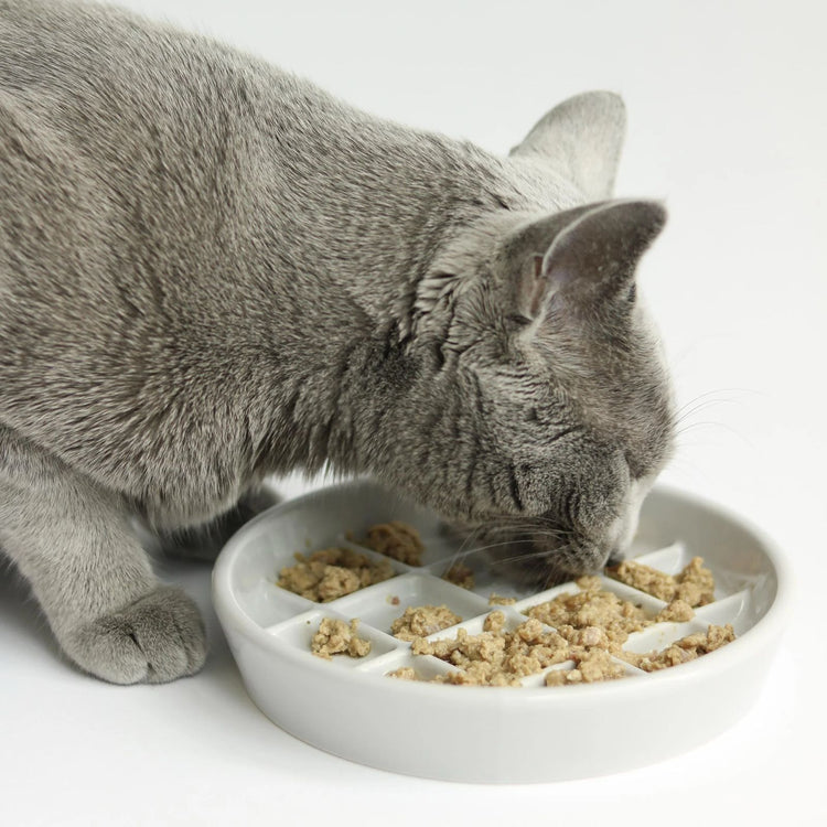 Cat Zone – Petzone Kenya